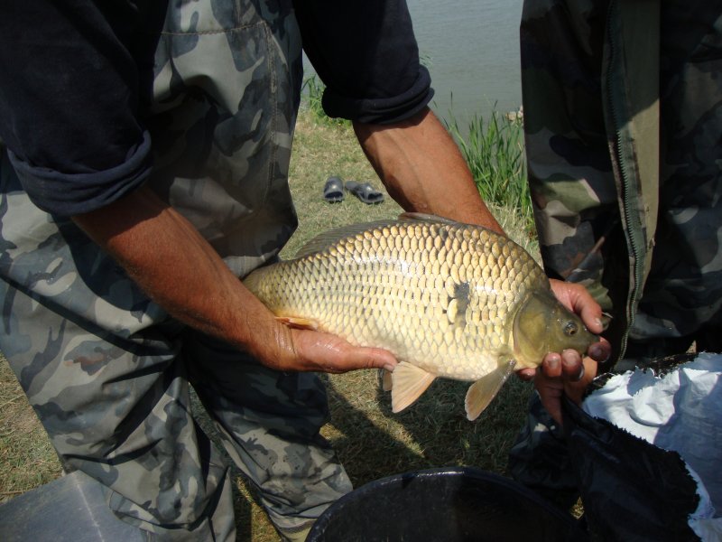 Balta Balaria 1 - Valea Plopilor